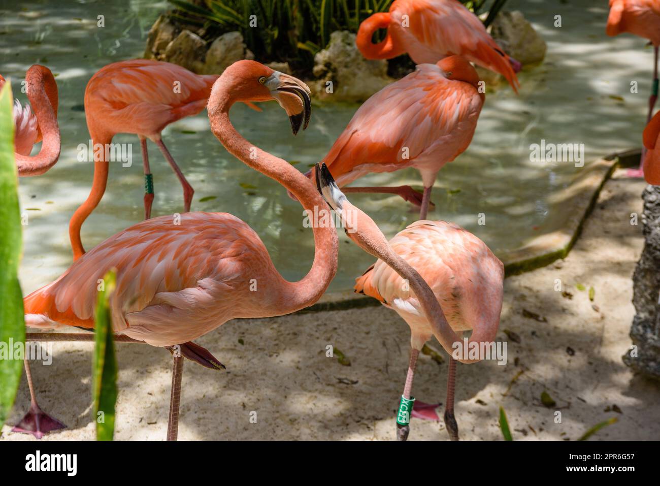 Pink flamingos in the shadow of trees in the park, Playa del Carmen ...