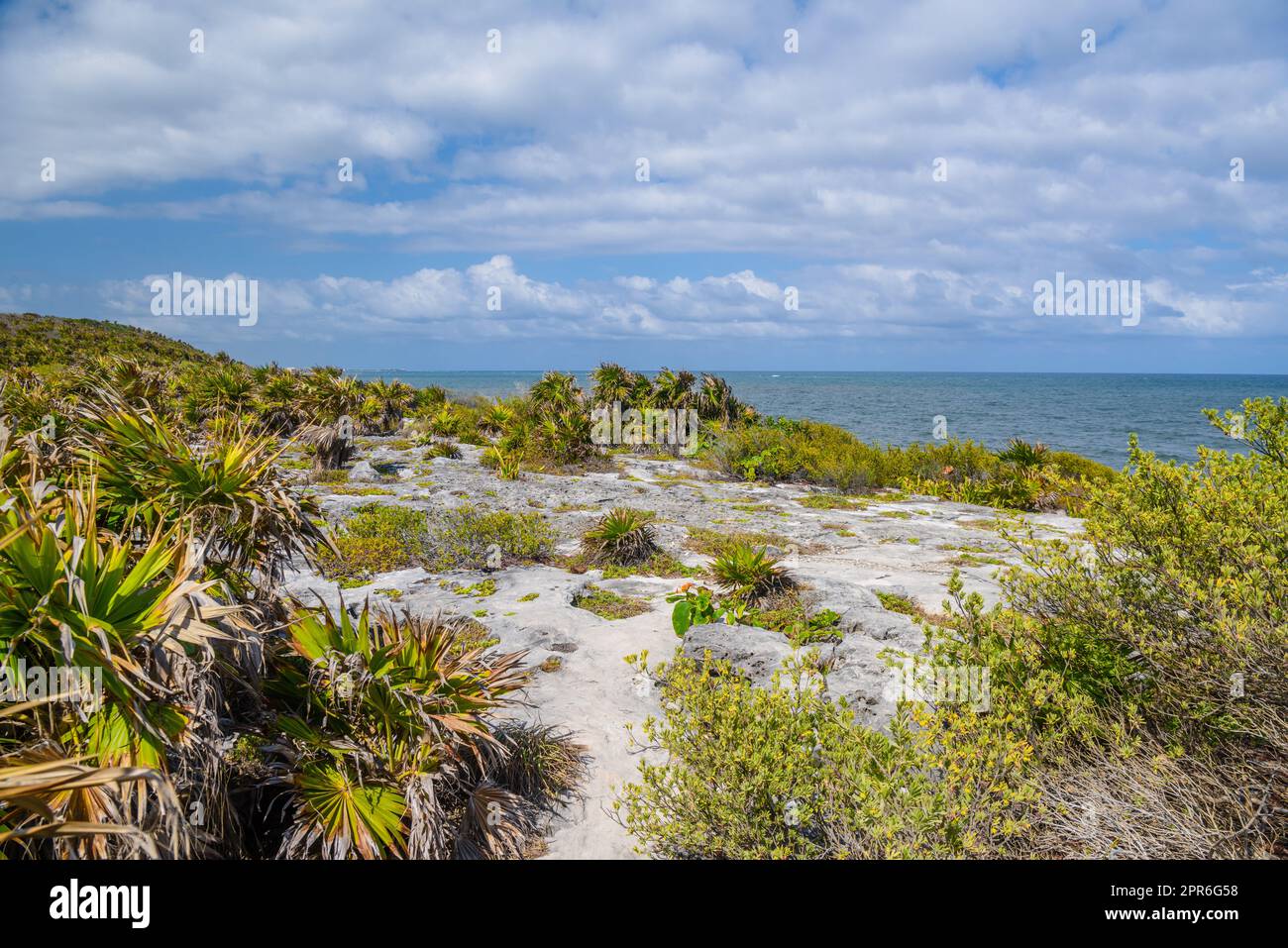 Plants, bushes and cactuses on the stones in Tulum, Riviera Maya ...