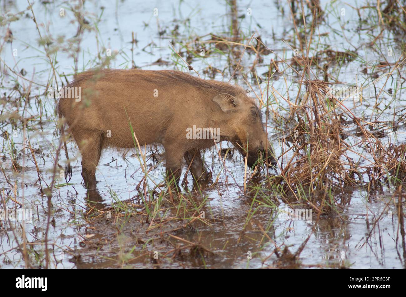 Nolan warthog Phacochoerus africanus africanus in a lagoon Stock Photo ...