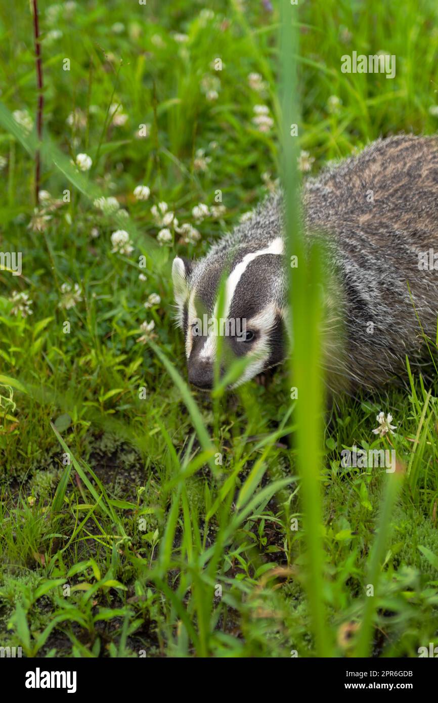 North American Badger (Taxidea taxus) Cub Looks Out Between Grasses ...