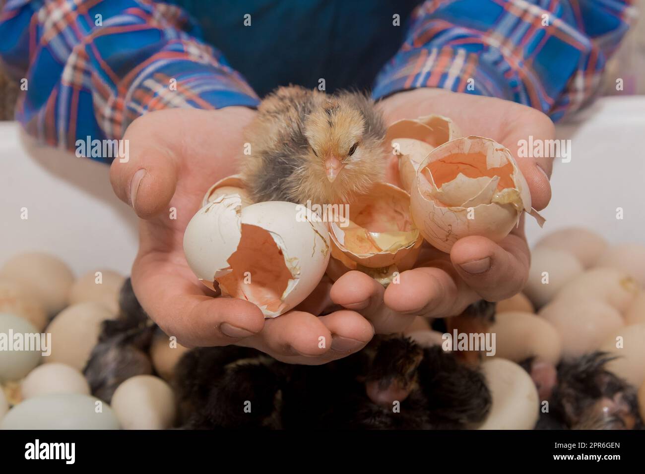 Close-up of small cute fluffy little chicken chick in the hands of a ...