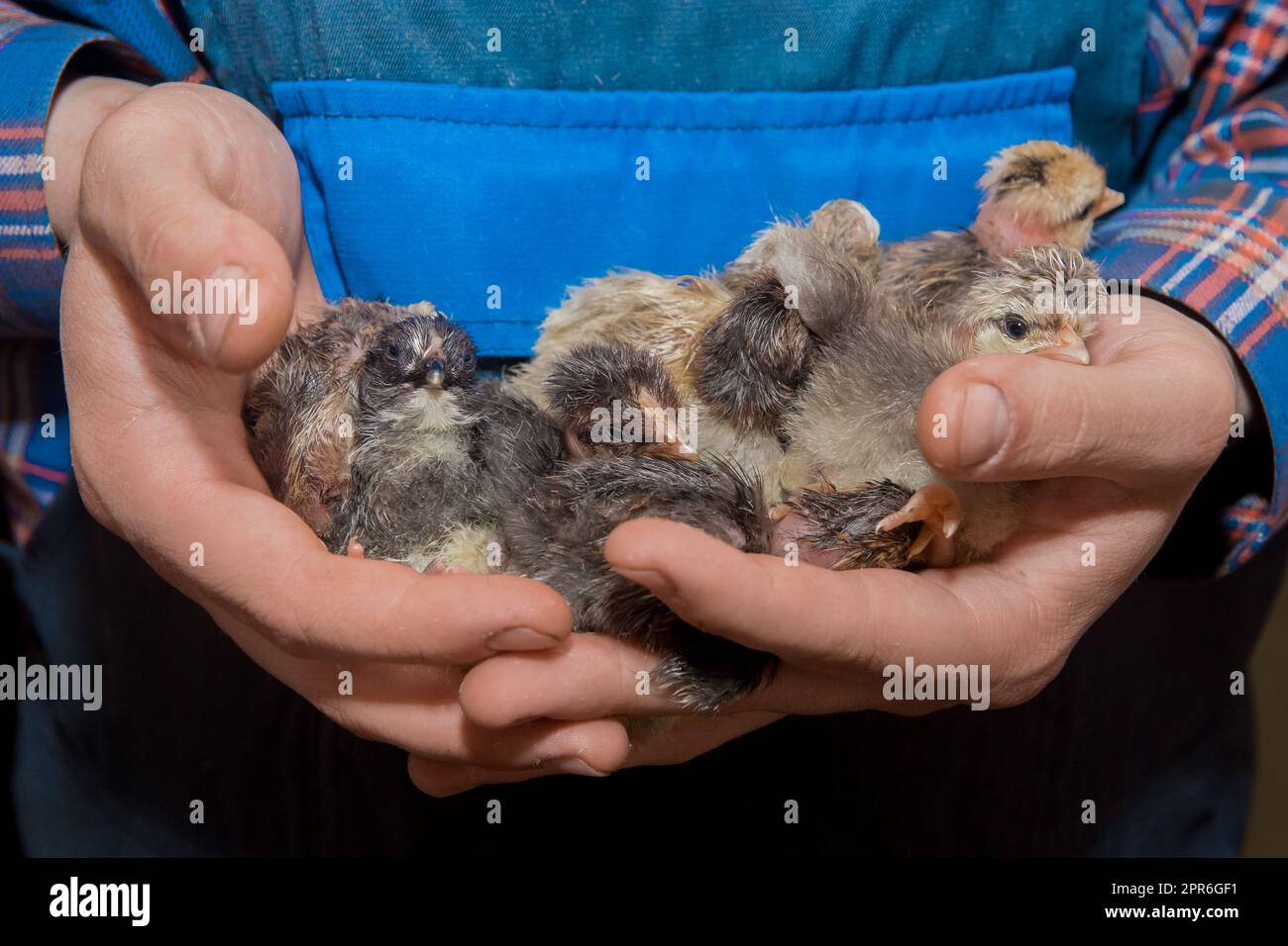 Farmer's hands holding a bunch of cute little fluffy chickens dark ...