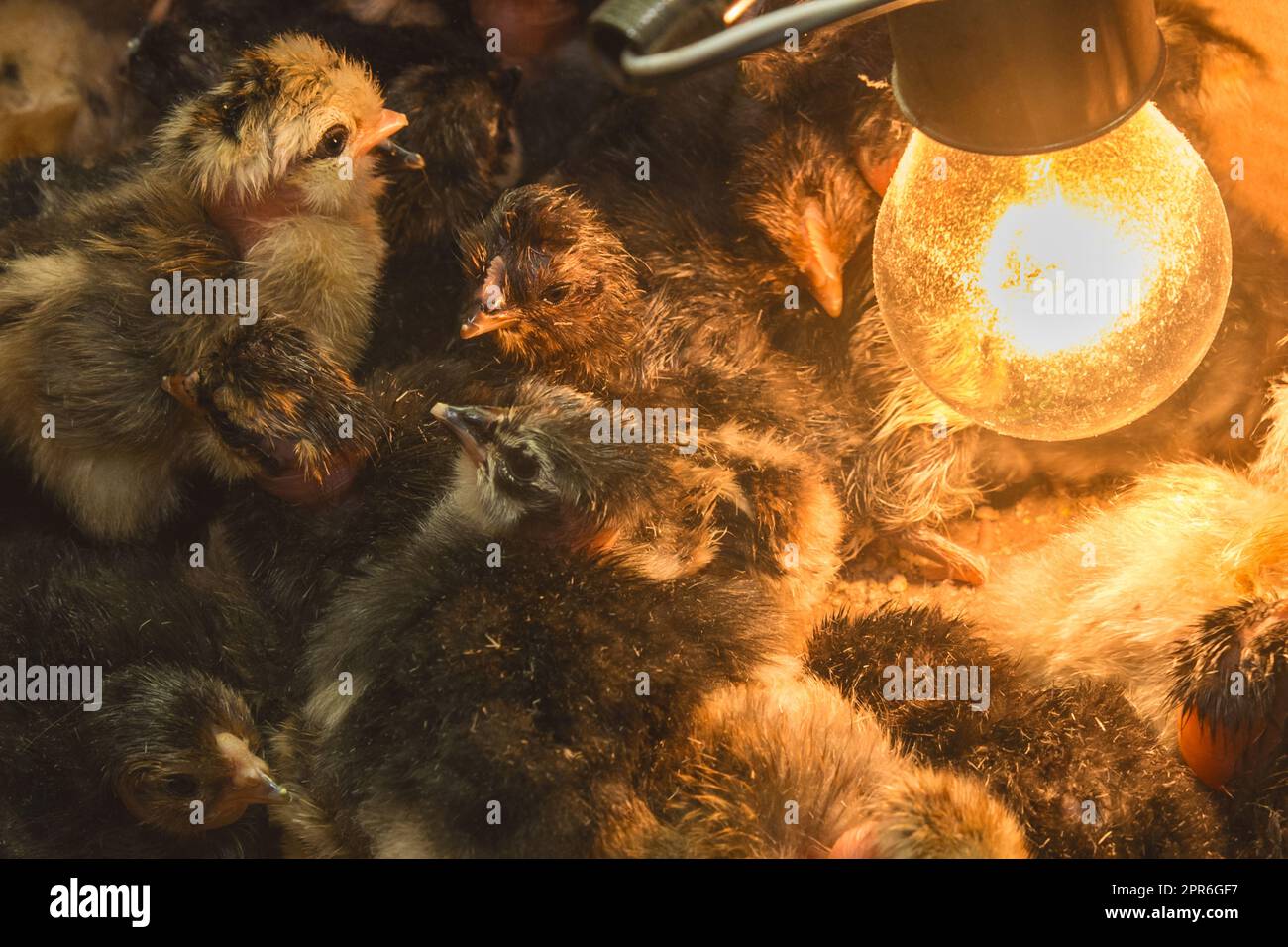 Chick Heat Chicken Warmth Newborn Livestock Poultry Farming Indoors Cute Fluffy Young