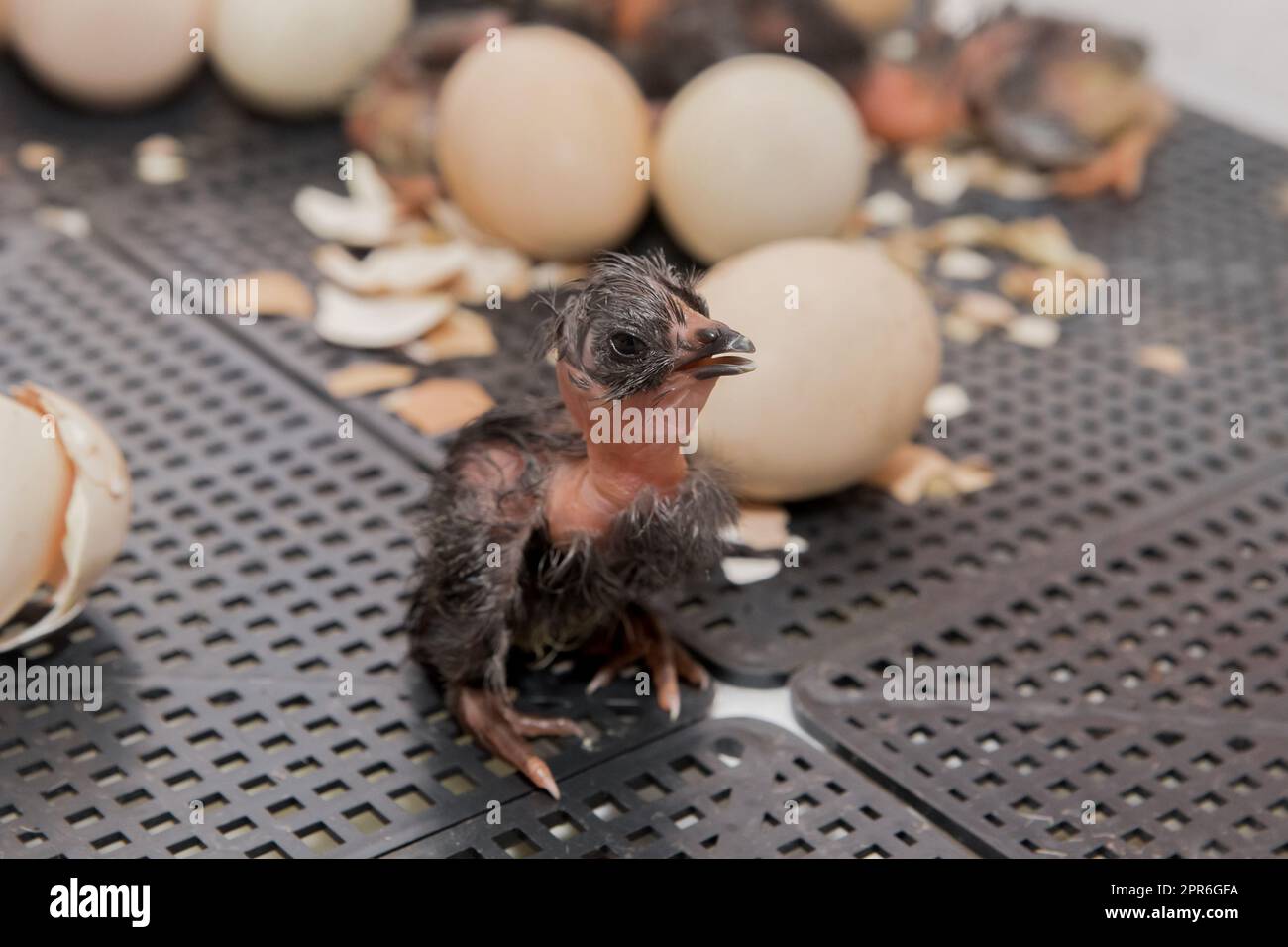 Close-up of dark newborn chick chicken little cute hen in hatching eggs ...
