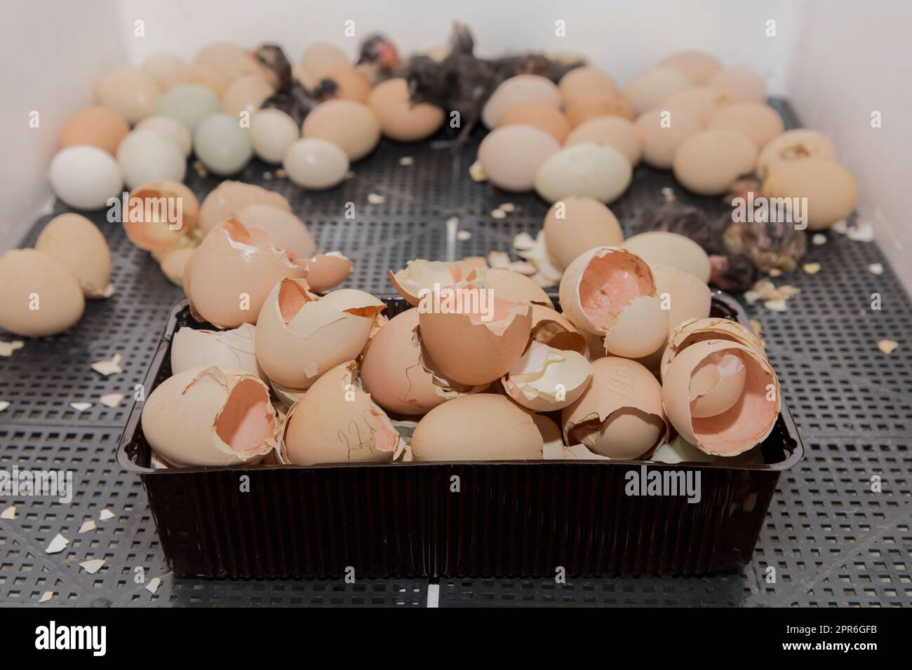 Eggshell of newborn chicken chicks close-up against the background of ...