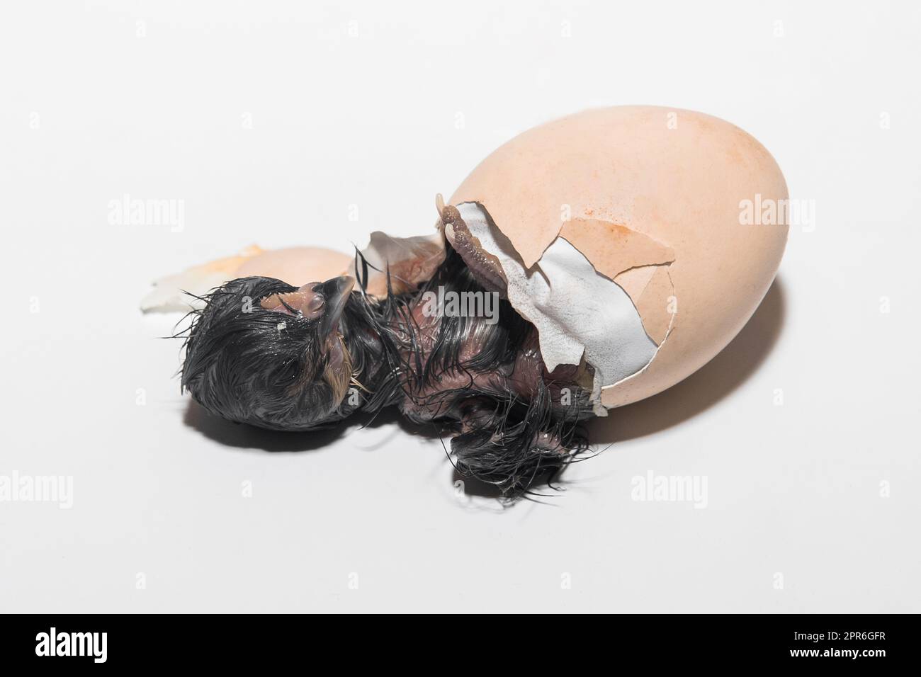 Close-up of dark newborn cute little chick trying to get out of ...