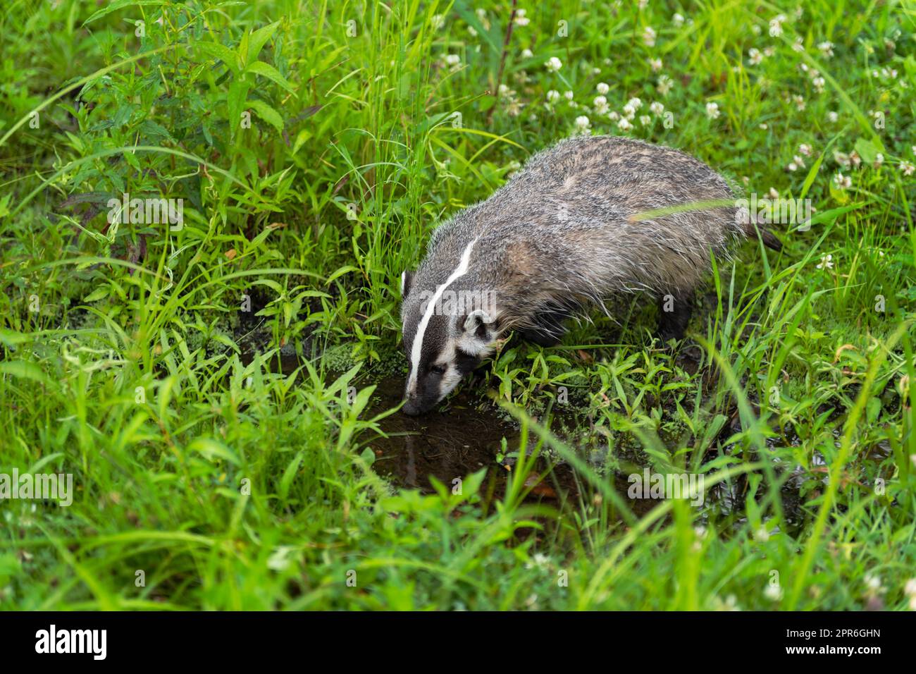 North American Badger (Taxidea taxus) Cub Looks Into Pool of Water ...