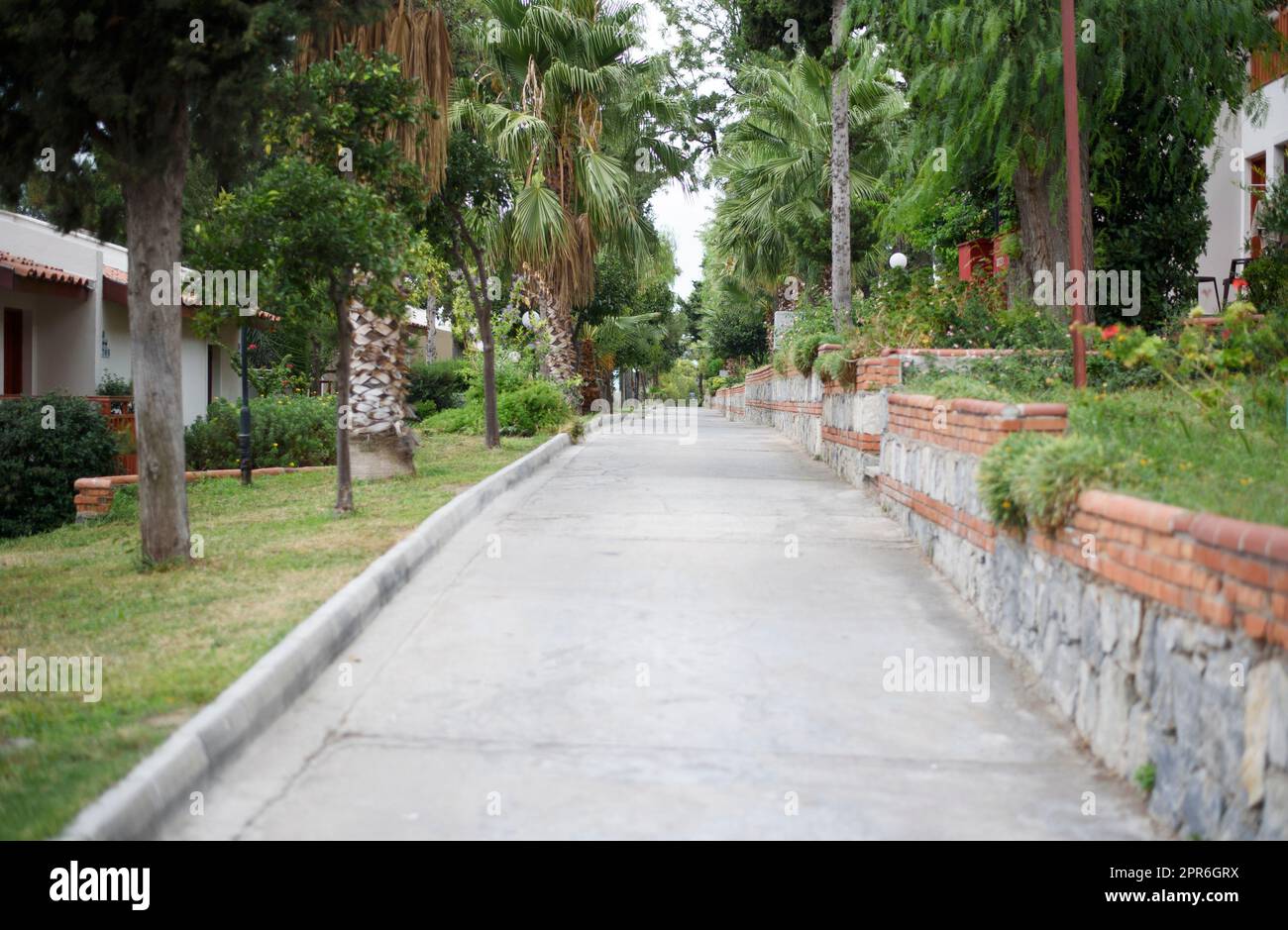 Paved pathway with palm trees and green bushes on both sides leading to ...