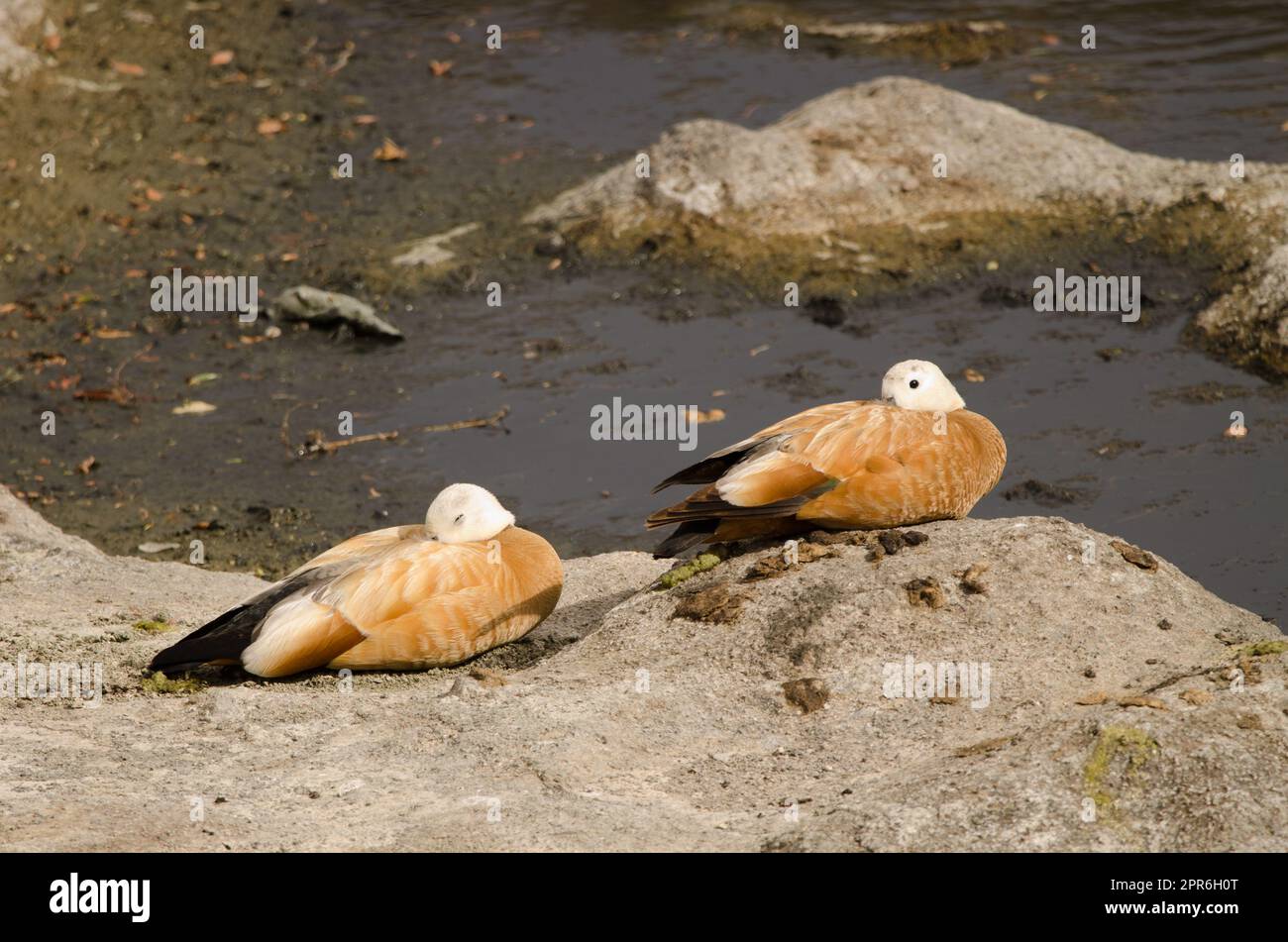 Ruddy shelduck sleeping hi-res stock photography and images - Alamy