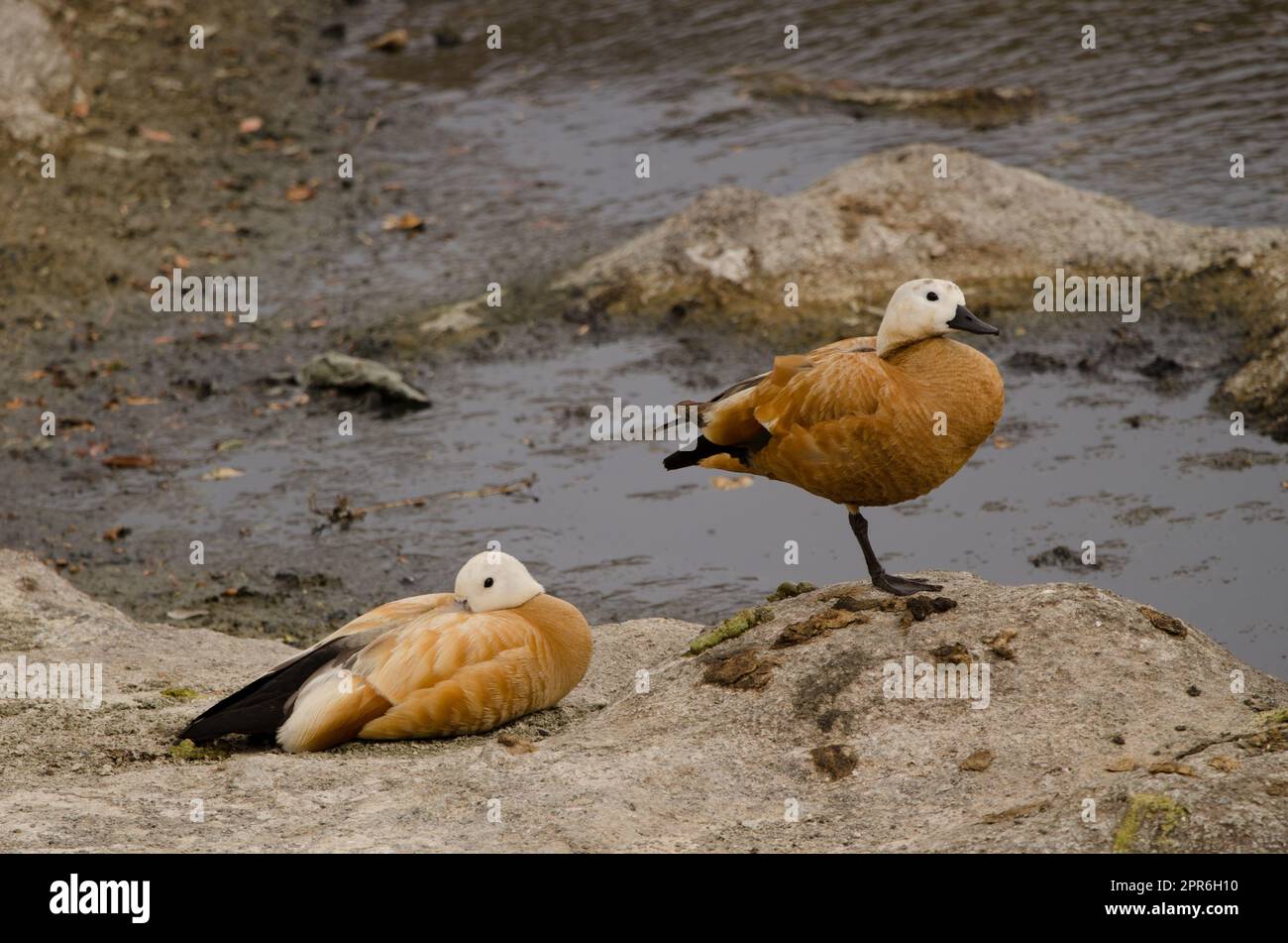 Resting pair hi-res stock photography and images - Alamy