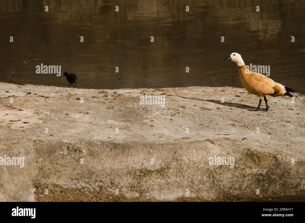 Eurasian chick hi-res stock photography and images - Alamy