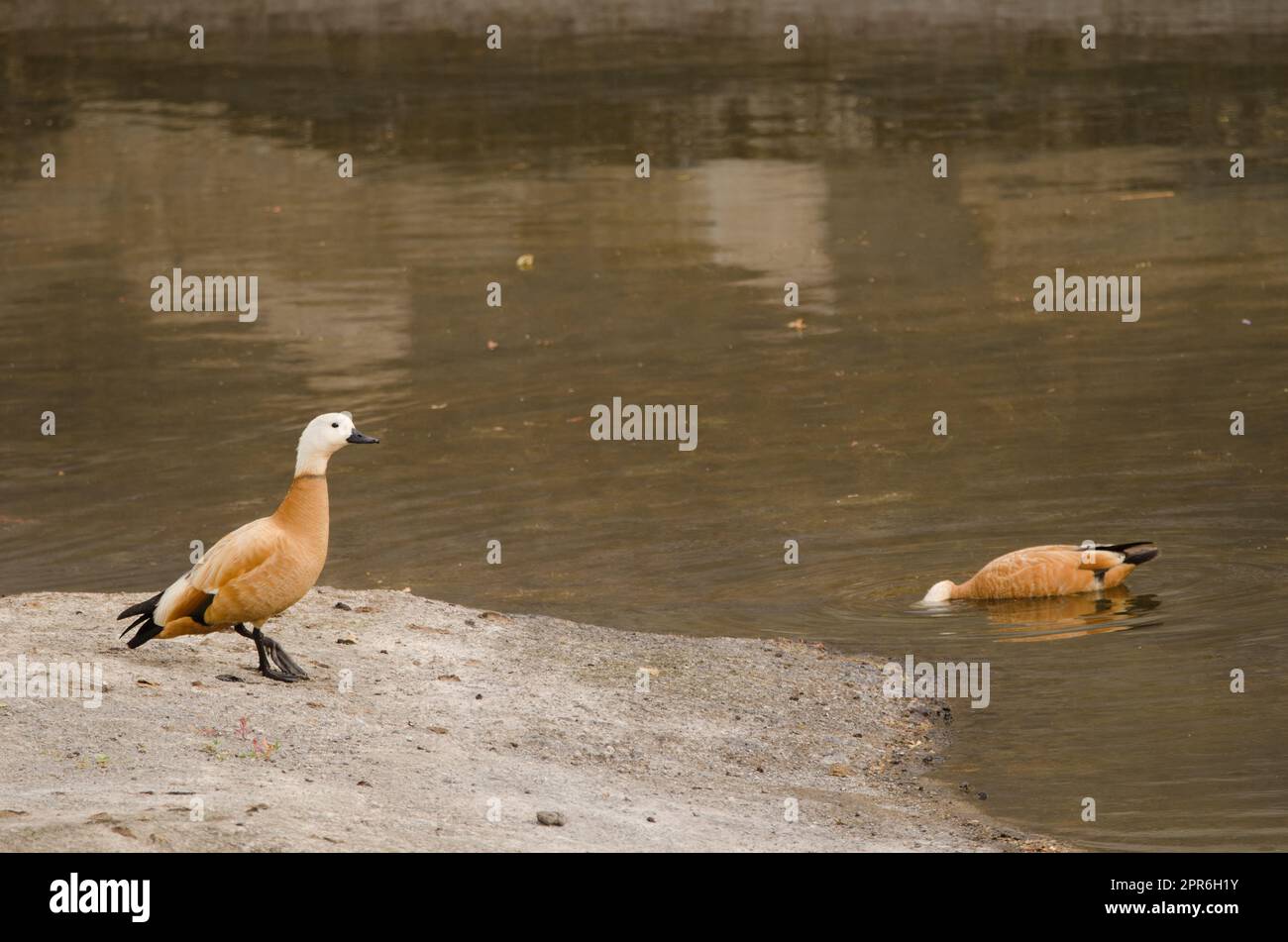 Pair of ruddy shelducks Stock Photo - Alamy