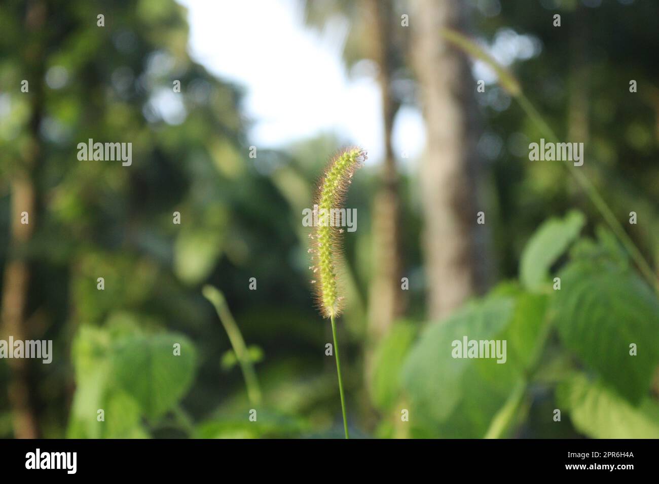 Swamp shrubs hi-res stock photography and images - Alamy