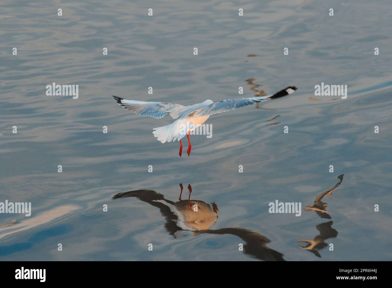 Seagulls flying over the sea , Living together in a large group Is a ...