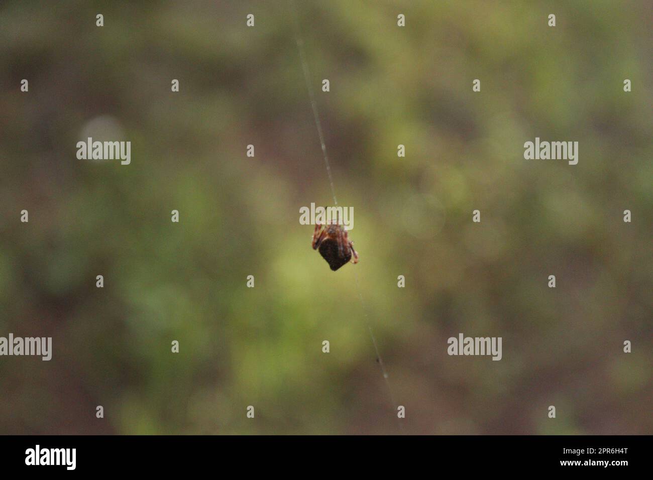 Making trap hi-res stock photography and images - Alamy