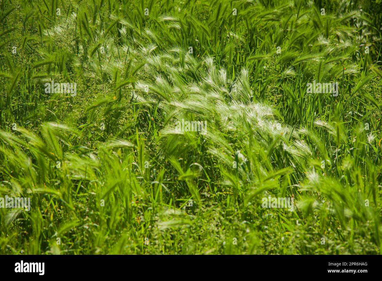 Grass hairy leaf hi-res stock photography and images - Alamy