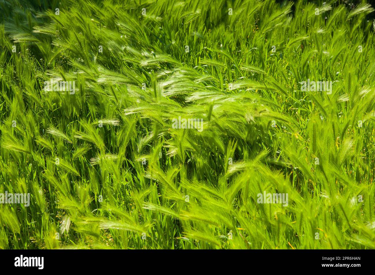 Plume grass hi-res stock photography and images - Alamy