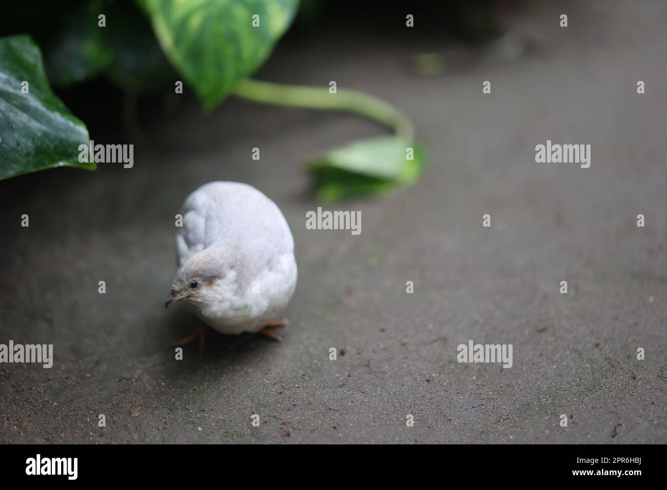 Close-up, portrait of a dwarf quail, a species of pheasant-like ...