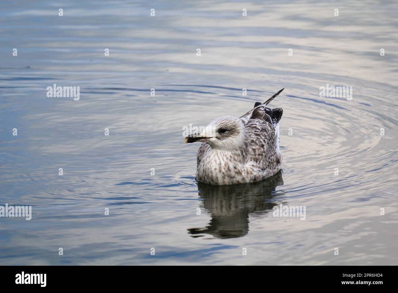 Portrait of a great black-backed gull. A seagull on the Baltic Sea ...