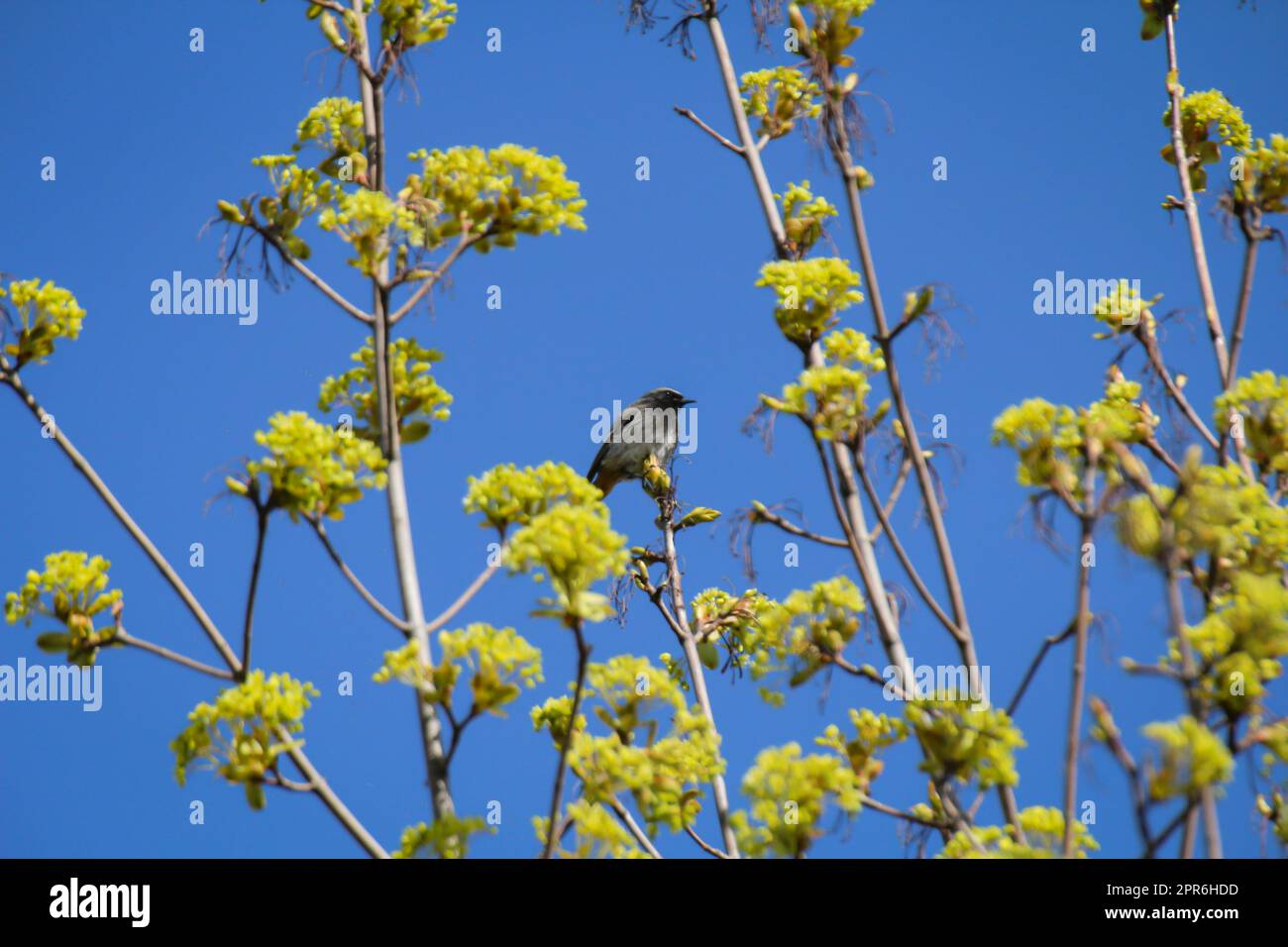 Redstart bird nesting hi-res stock photography and images - Alamy
