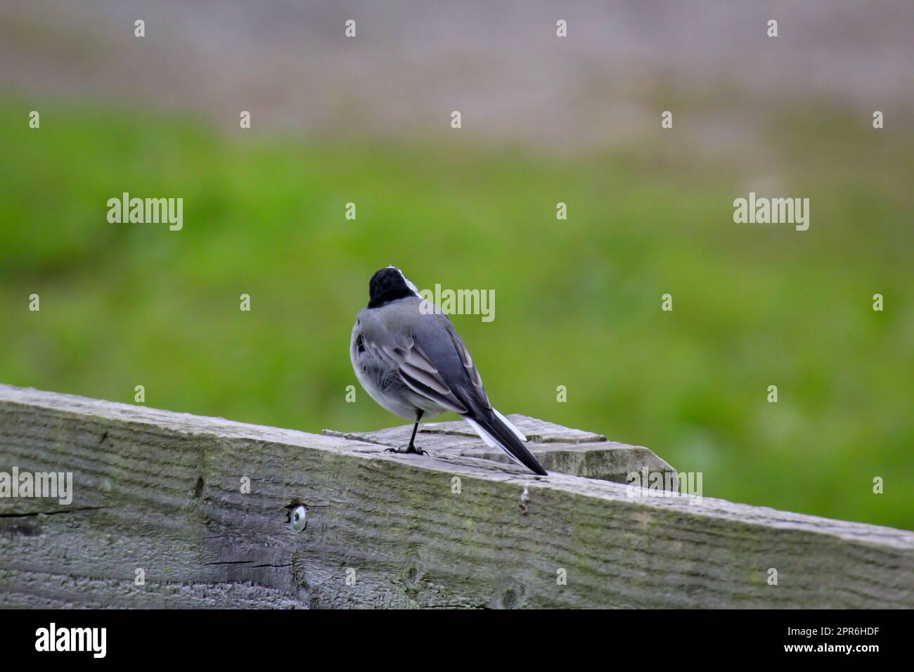 Sits on parapet hi-res stock photography and images - Alamy