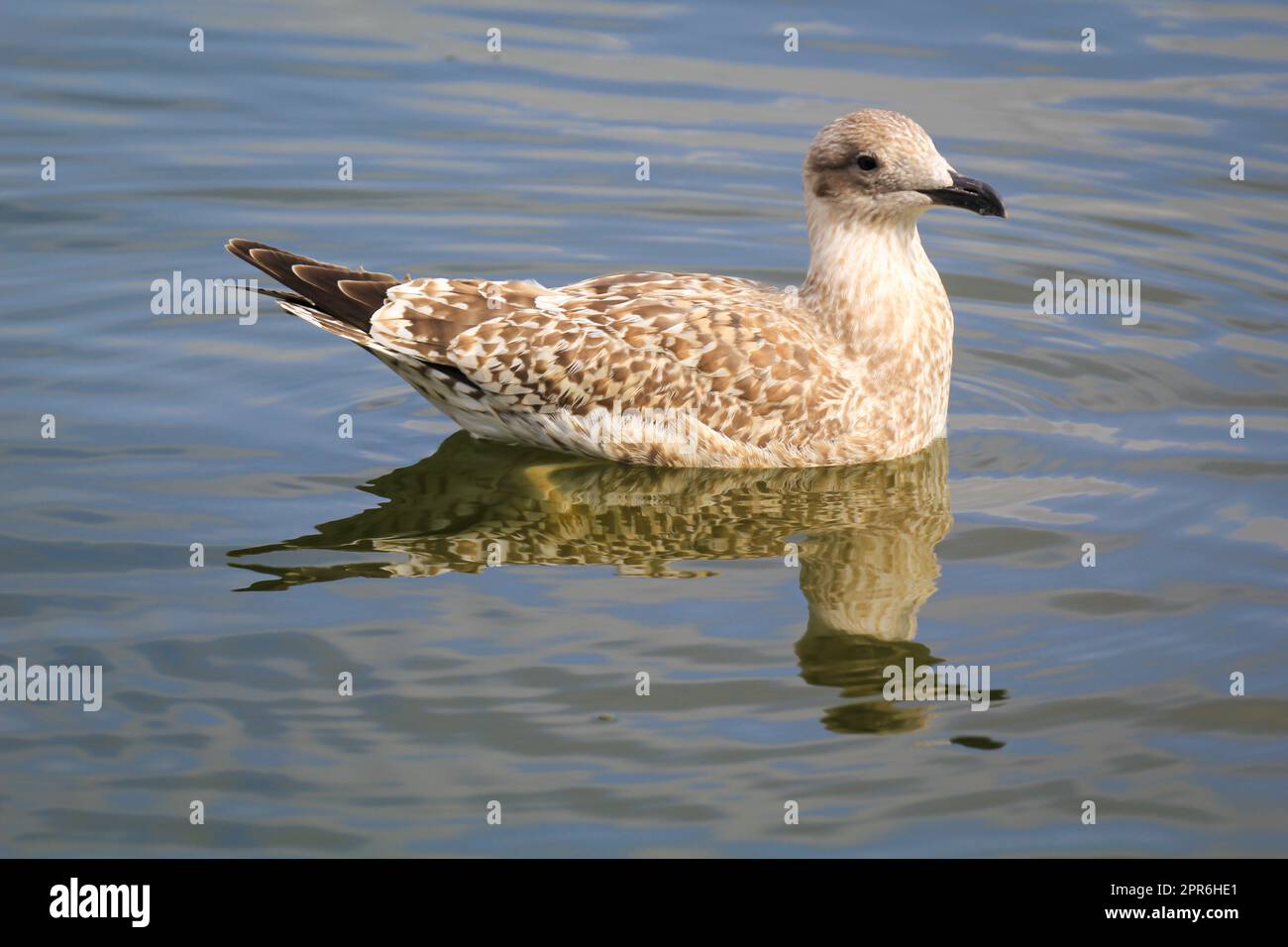 Portrait of a great black-backed gull. A seagull on the Baltic Sea ...