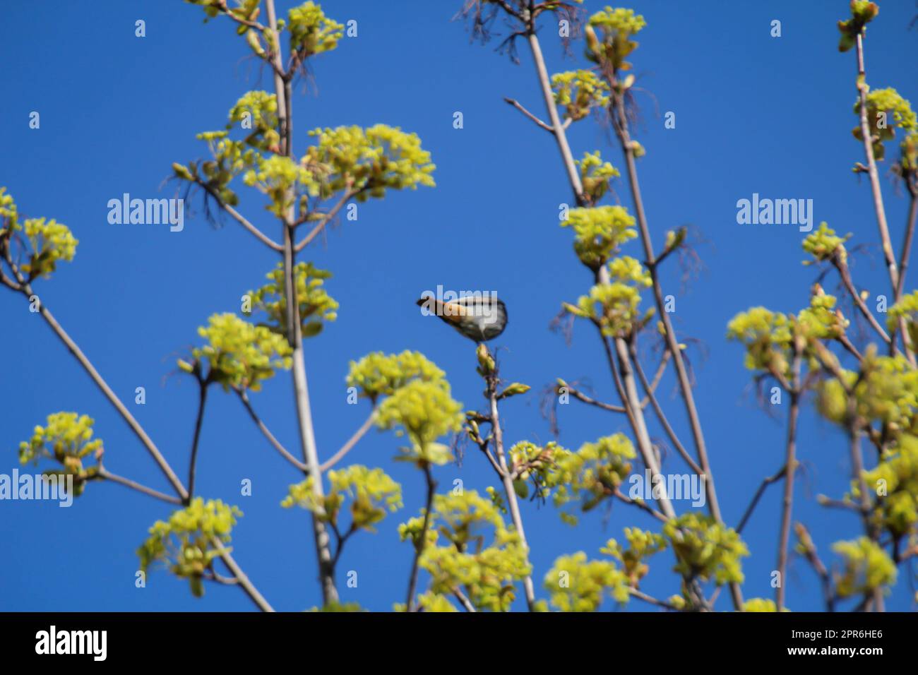 A redstart sits at the top of a tree Stock Photo - Alamy