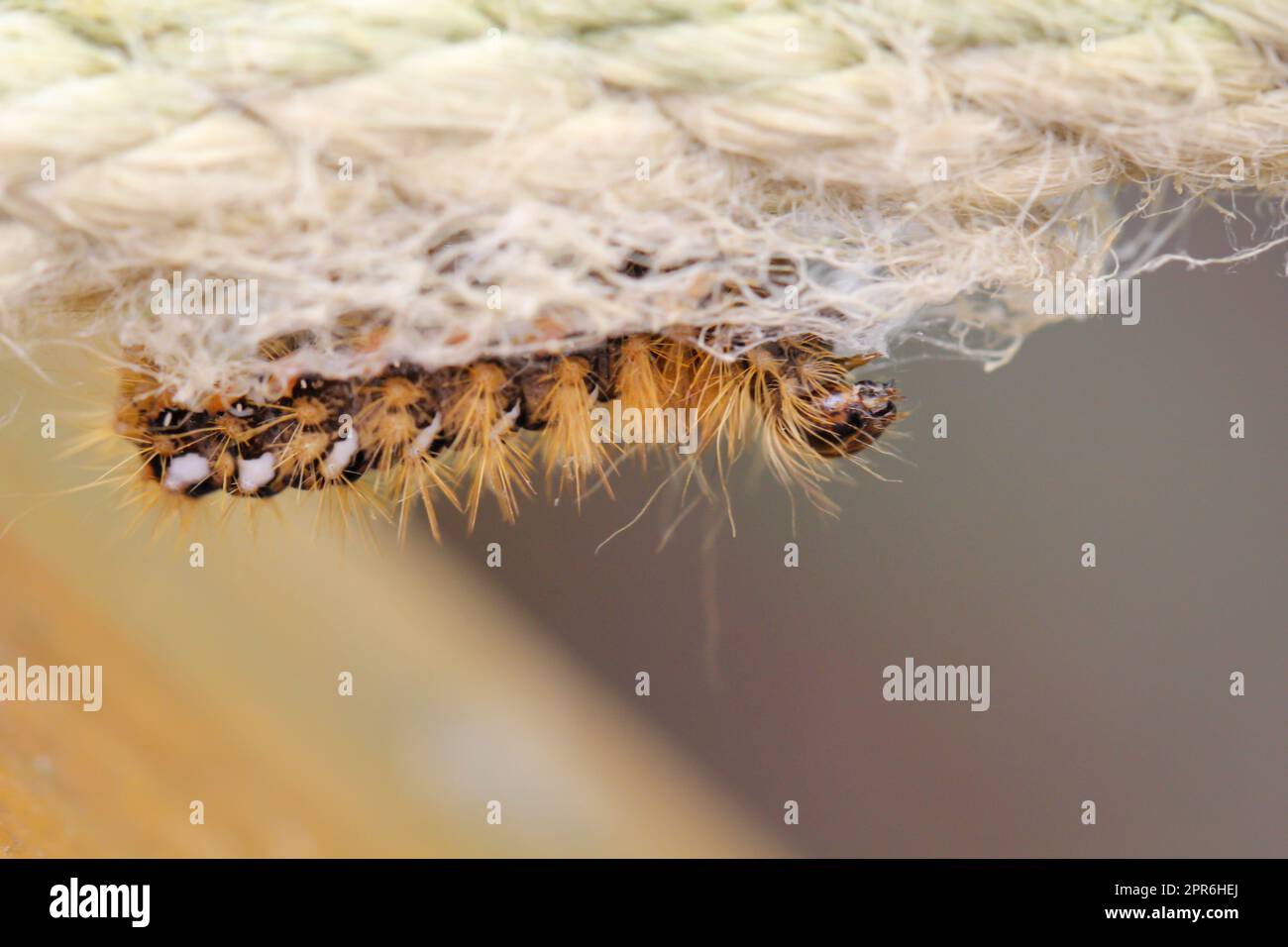 The caterpillar of a goldafter weaving in for pupation Stock Photo - Alamy
