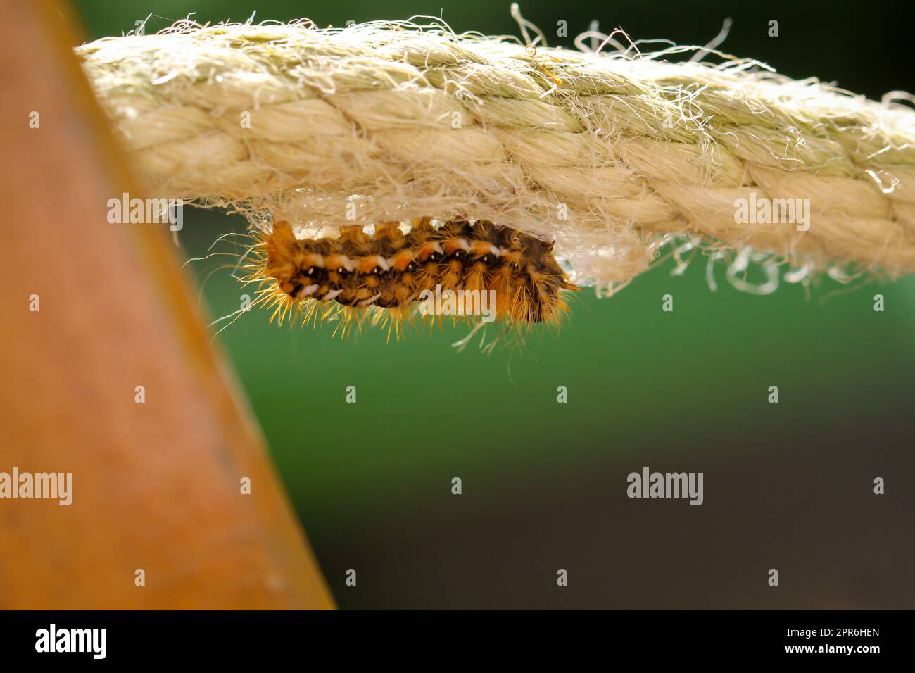 The caterpillar of a goldafter weaving in for pupation Stock Photo - Alamy