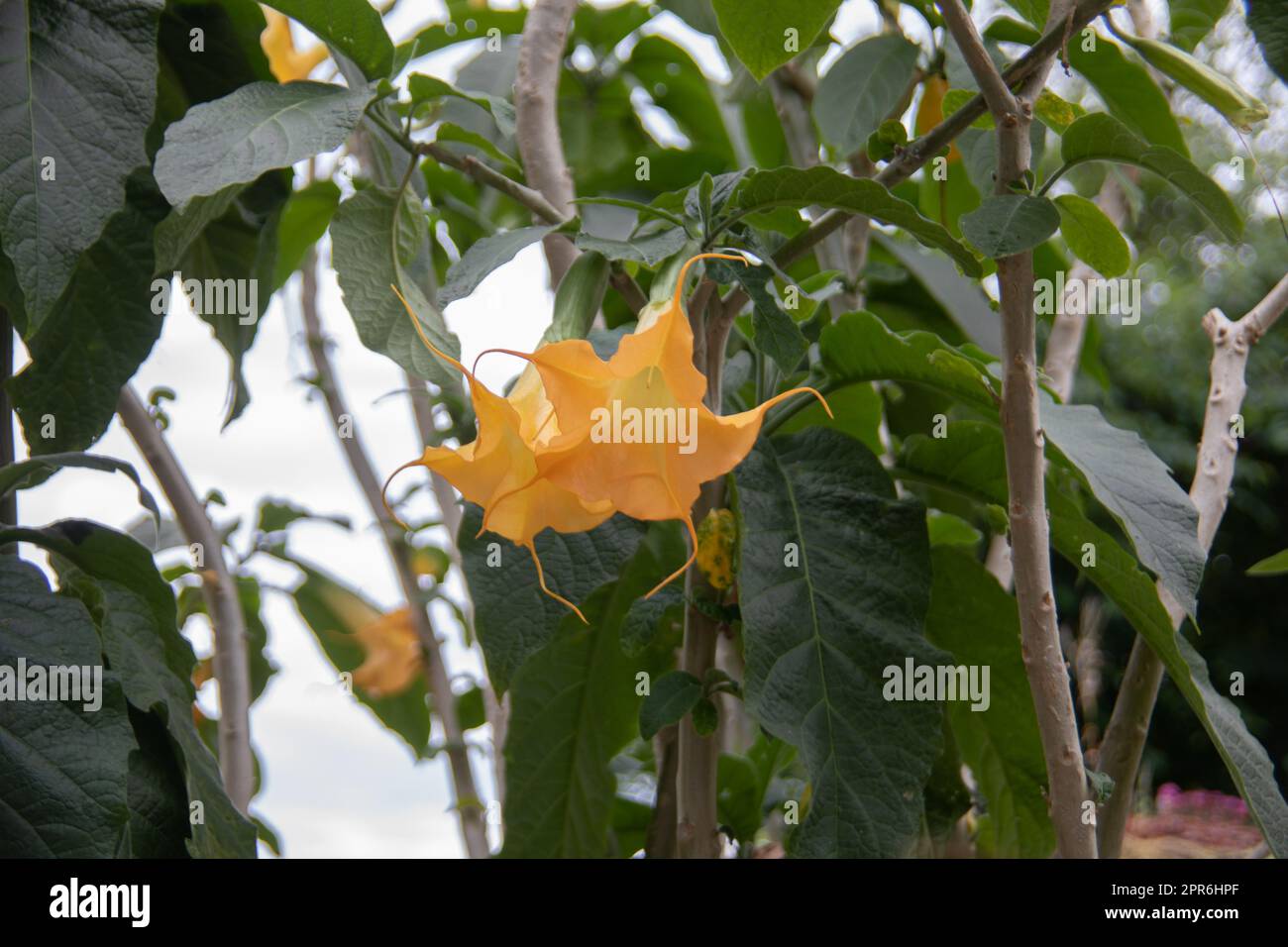 yellow flowers of the poisonous trumpet tree Stock Photo - Alamy