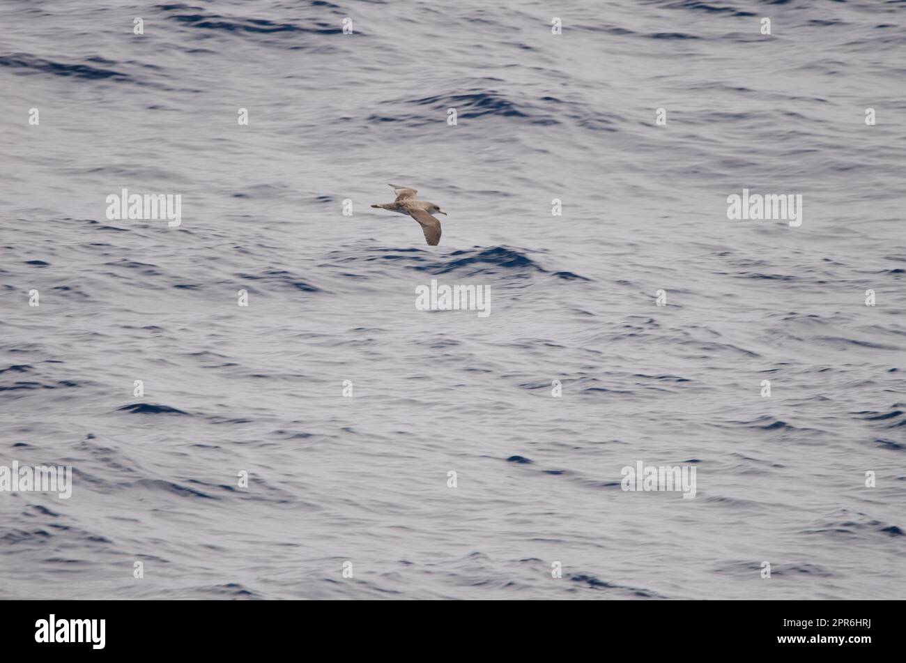 Birds fly over atlantic hi-res stock photography and images - Alamy