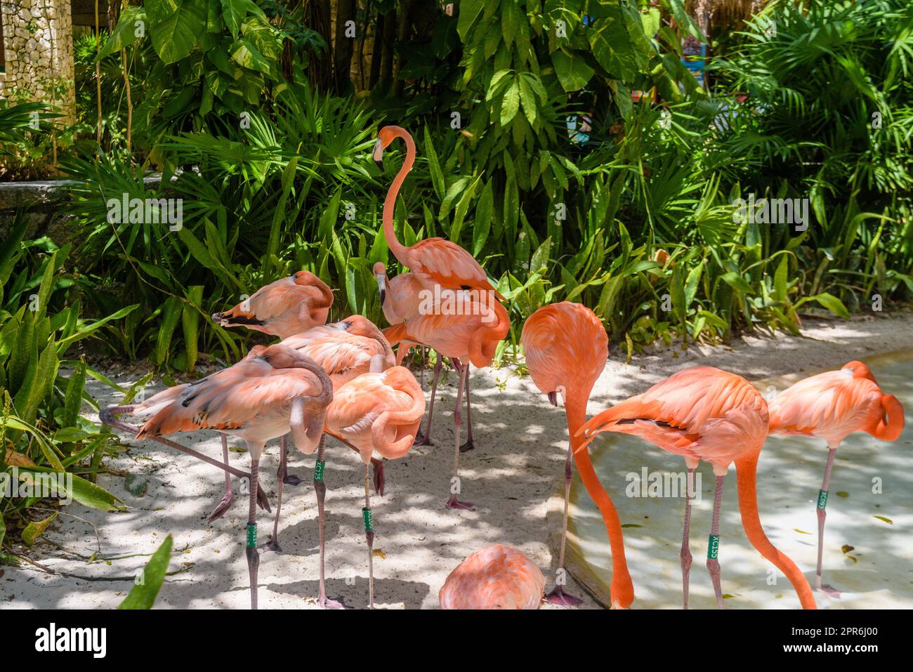 Pink flamingos in the shadow of trees in the park, Playa del Carmen ...