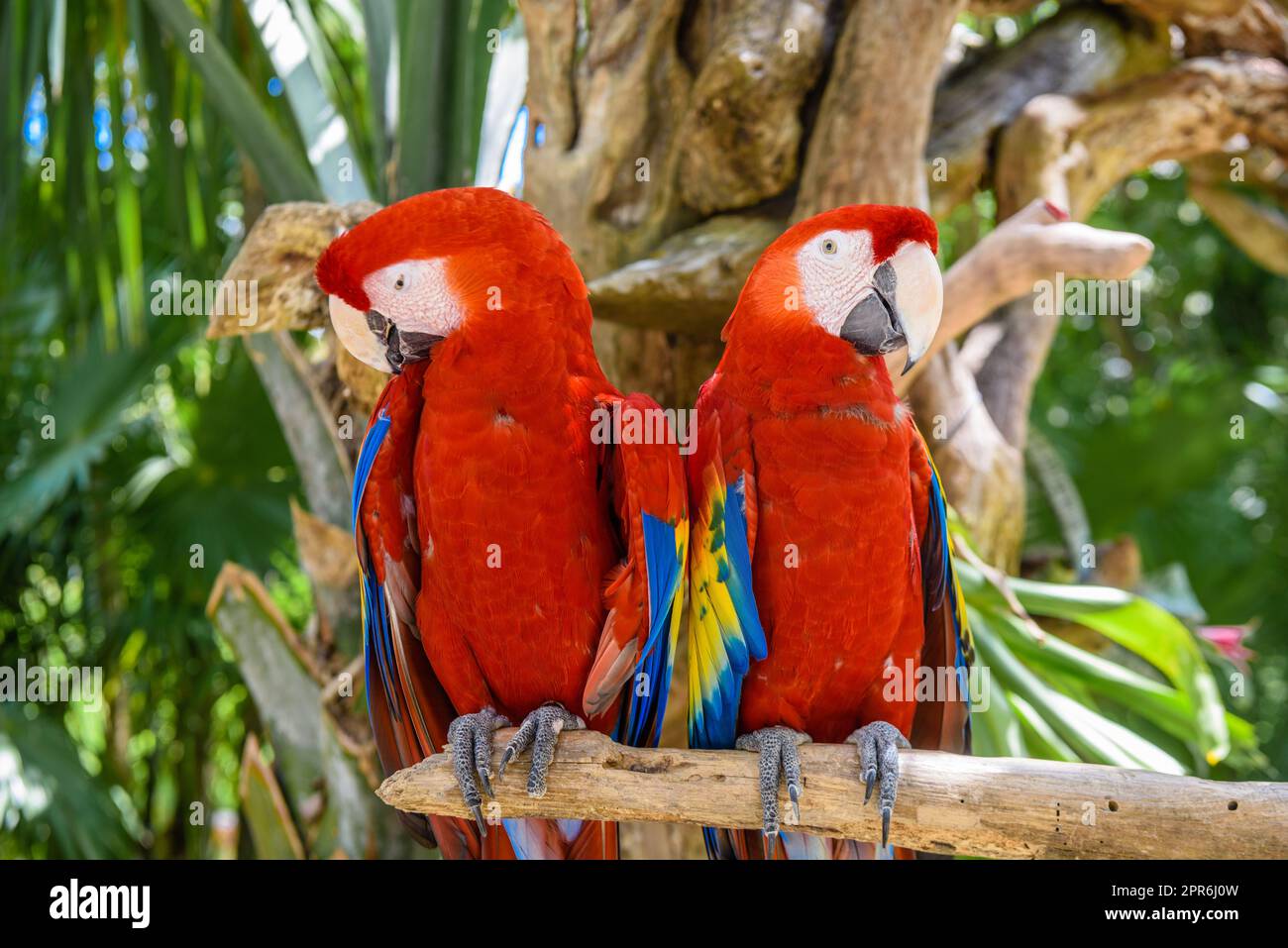 2 scarlet macaws Ara macao , red, yellow, and blue parrots sitting on ...