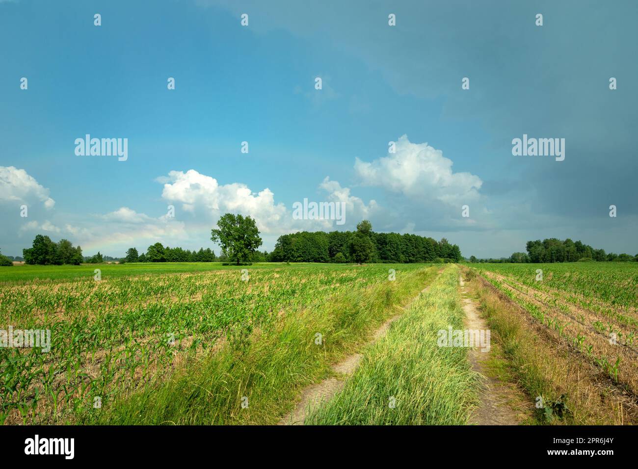 Corn field blue sky hi-res stock photography and images - Alamy