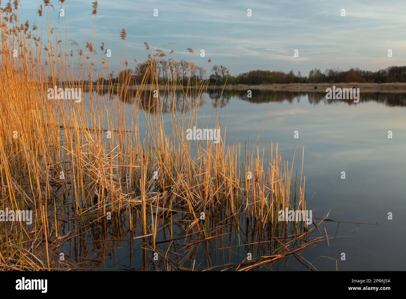 Reeds on shore lake calm hi-res stock photography and images - Alamy