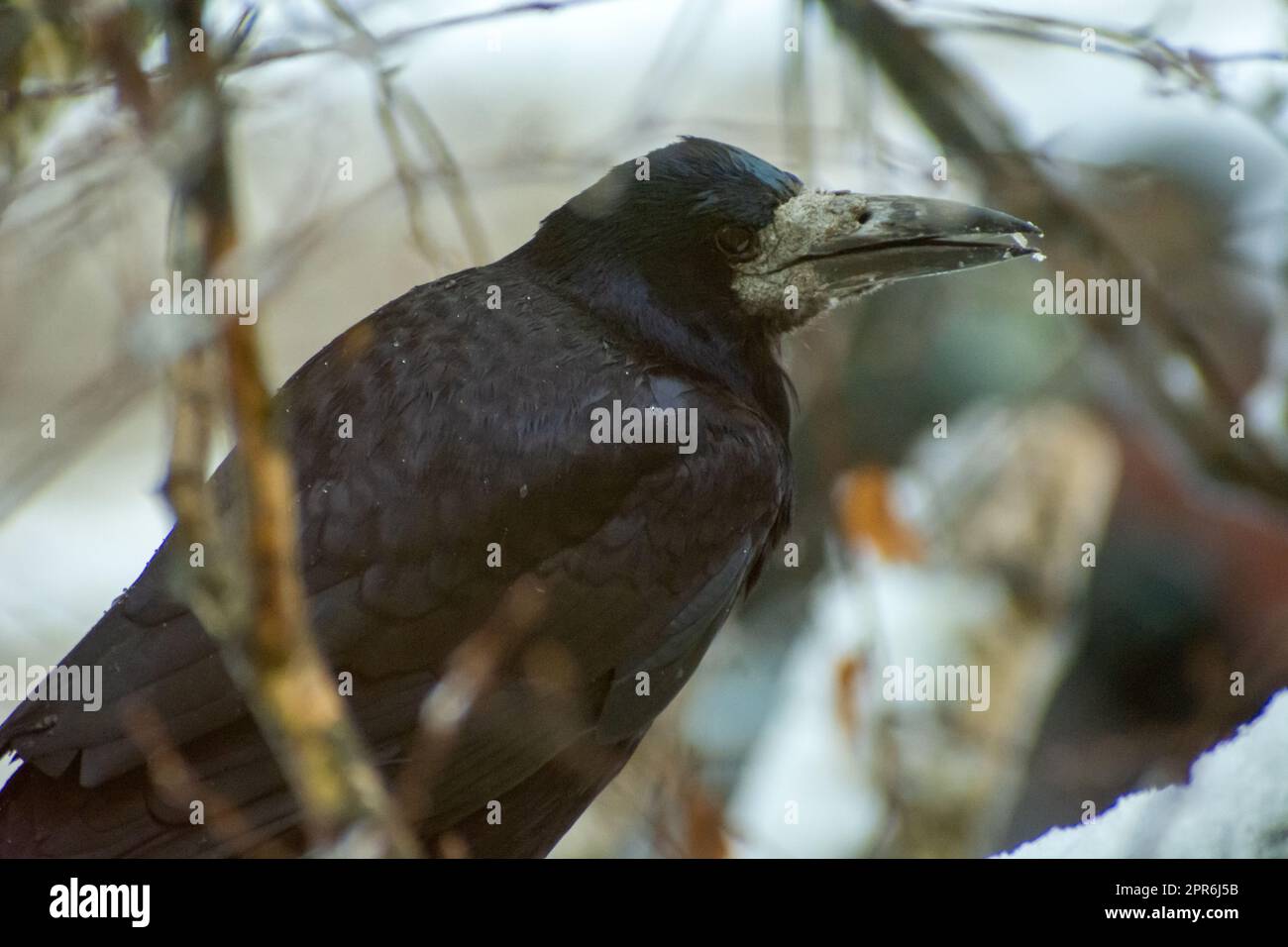 Rook in a tree hi-res stock photography and images - Alamy