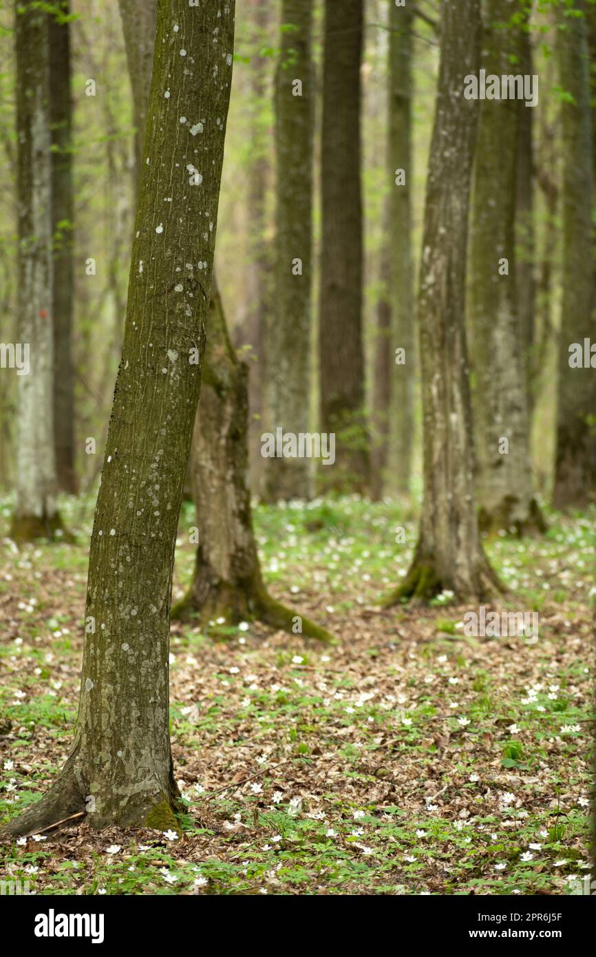 Tree trunks in a spring forest, eastern Poland Stock Photo - Alamy