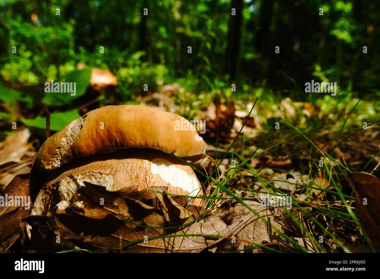 Tasty sun hi-res stock photography and images - Alamy