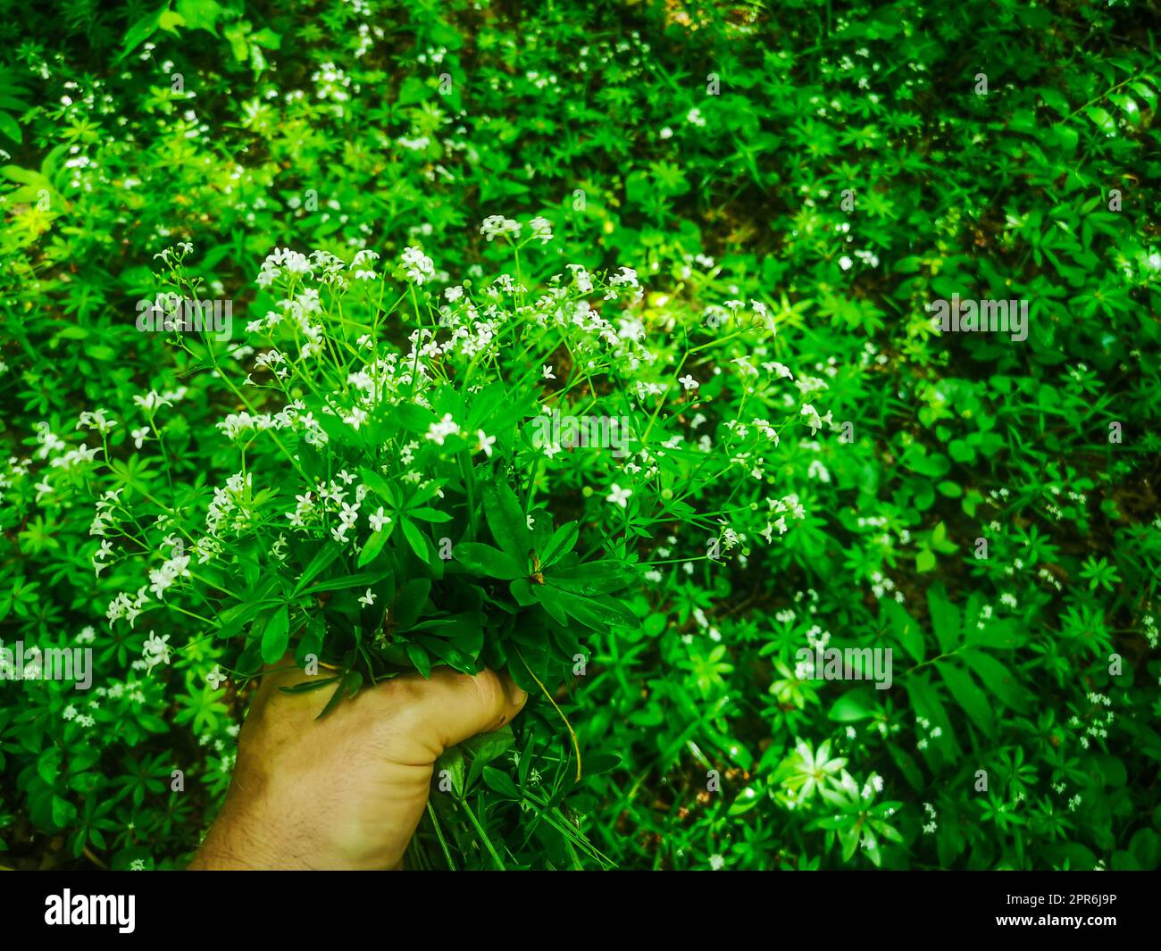 Hand helding hi-res stock photography and images - Alamy