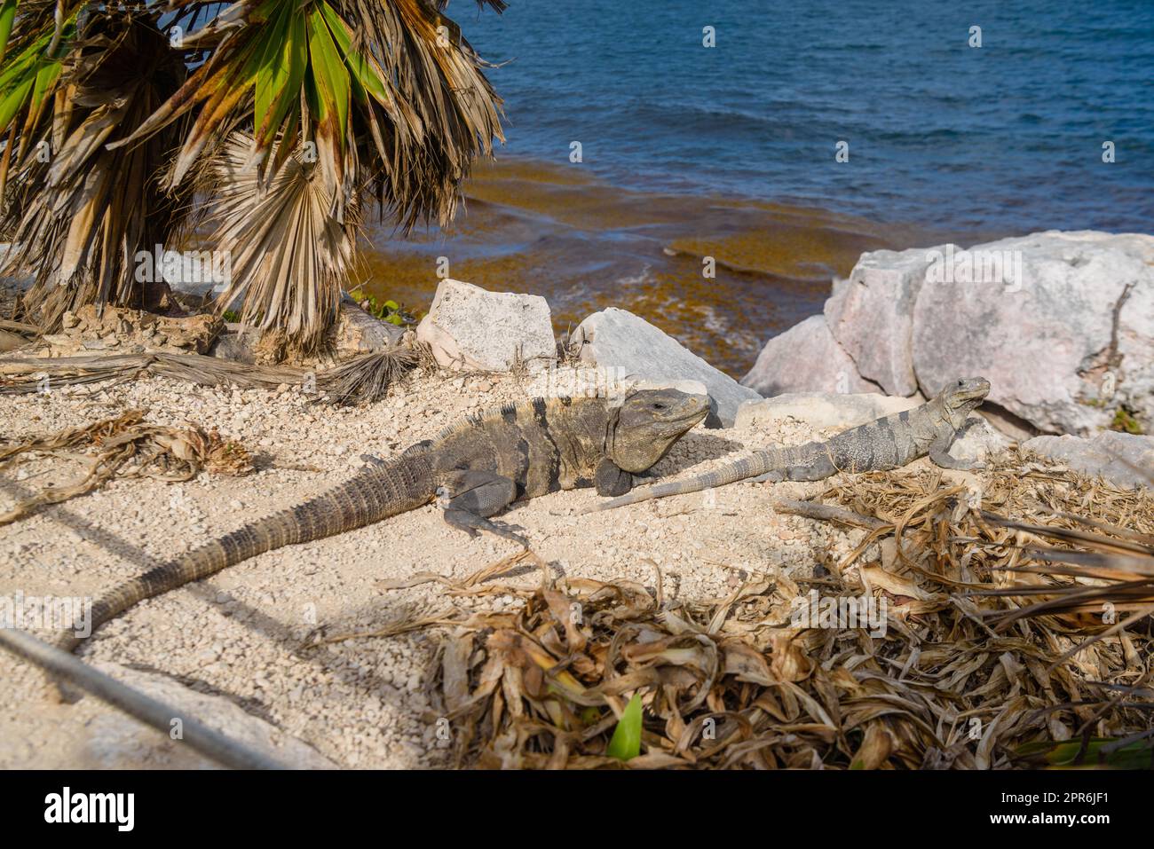 Gray iguana lizard sitting on the ground with leaves, Mayan Ruins in ...