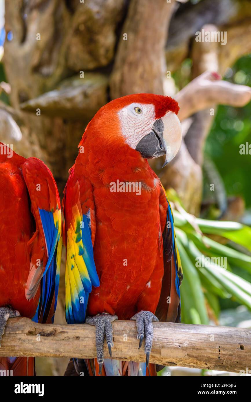 Scarlet macaws sitting on branch hi-res stock photography and images ...