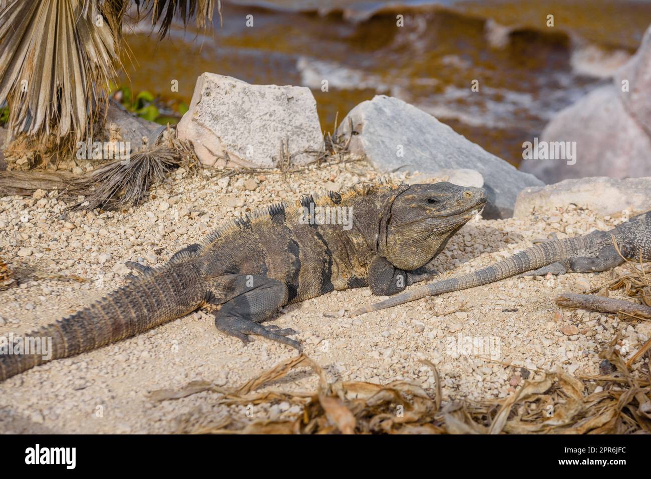 Gray iguana lizard sitting on the ground with leaves, Mayan Ruins in ...