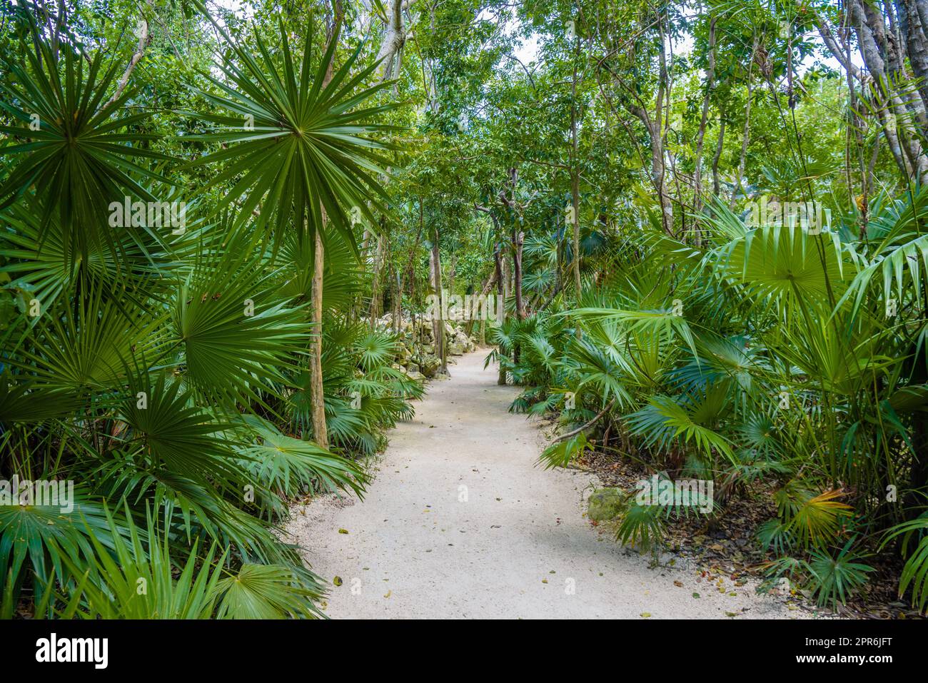 Walking trail path in rain tropical forest jungles near Playa del ...