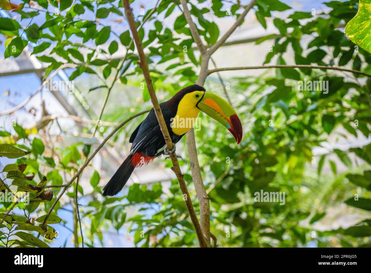 Keel-billed Toucan, Ramphastos sulfuratus, bird with big bill sitting ...
