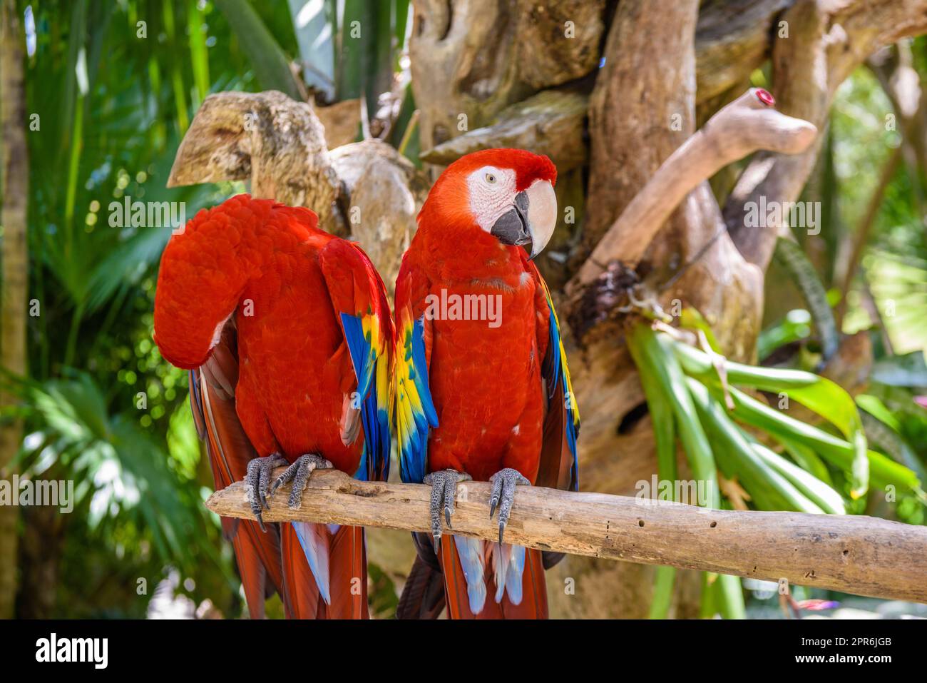 2 scarlet macaws Ara macao , red, yellow, and blue parrots sitting on ...