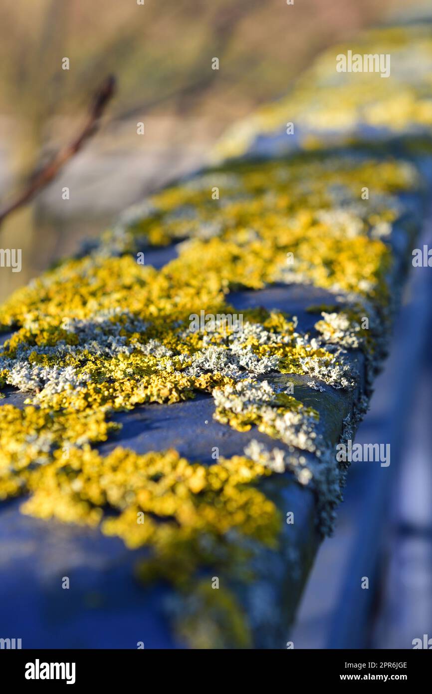 Colourful moss hi-res stock photography and images - Alamy