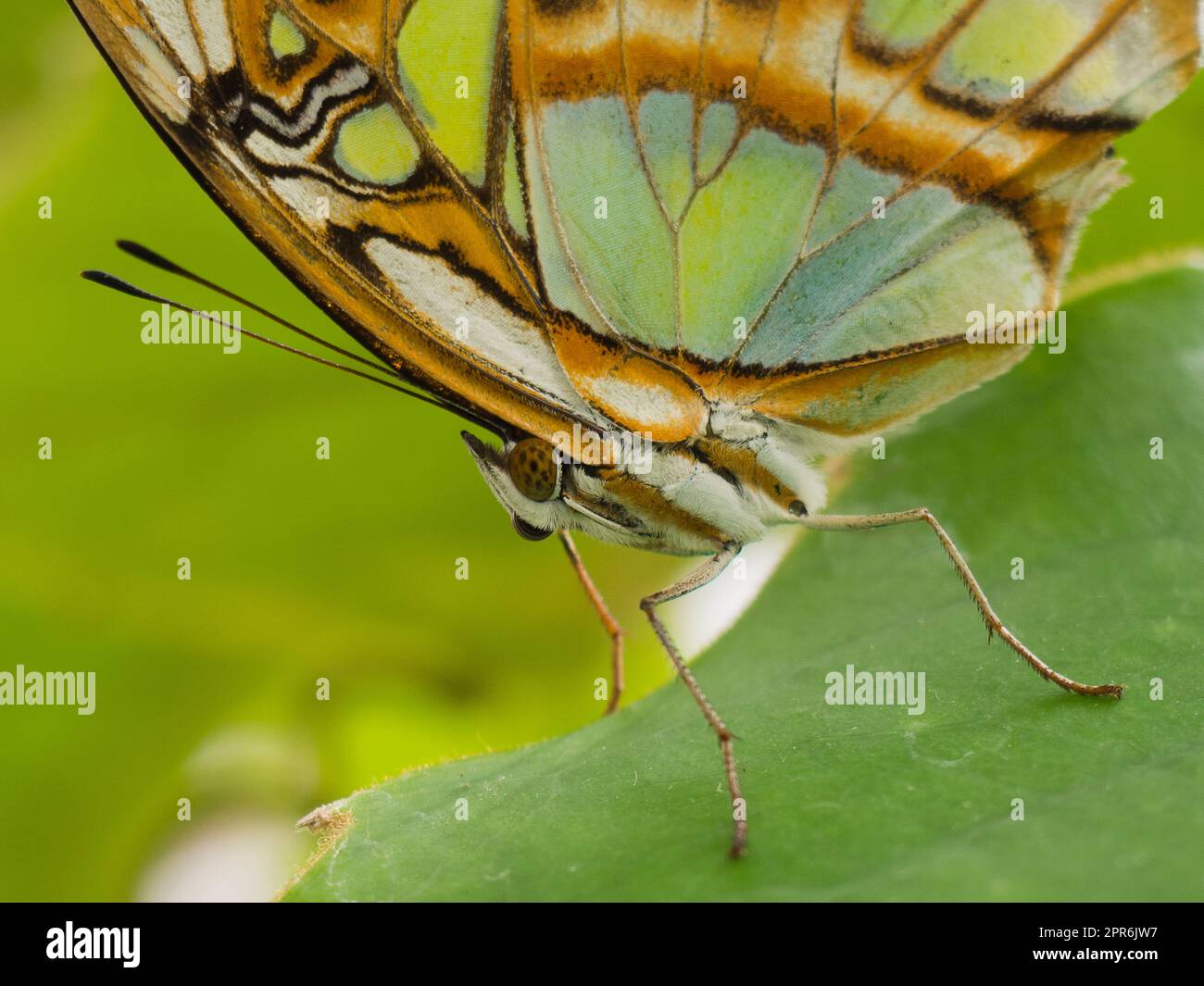 Maximilianpark with lake hi-res stock photography and images - Alamy