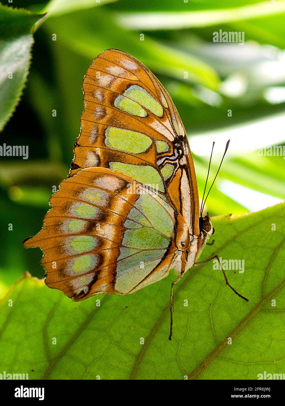 Maximilianpark with lake hi-res stock photography and images - Alamy