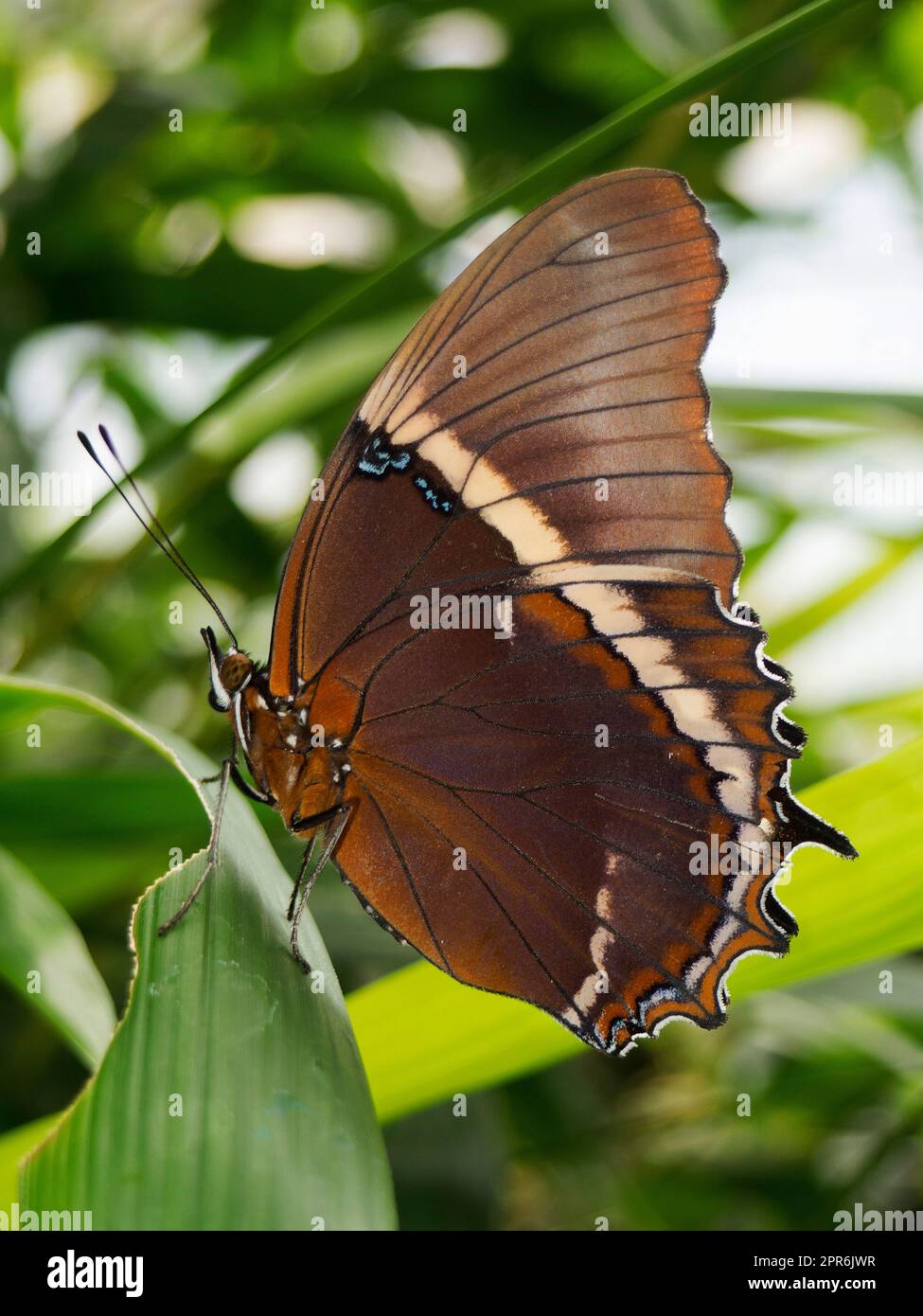 Maximilianpark and lake hi-res stock photography and images - Alamy