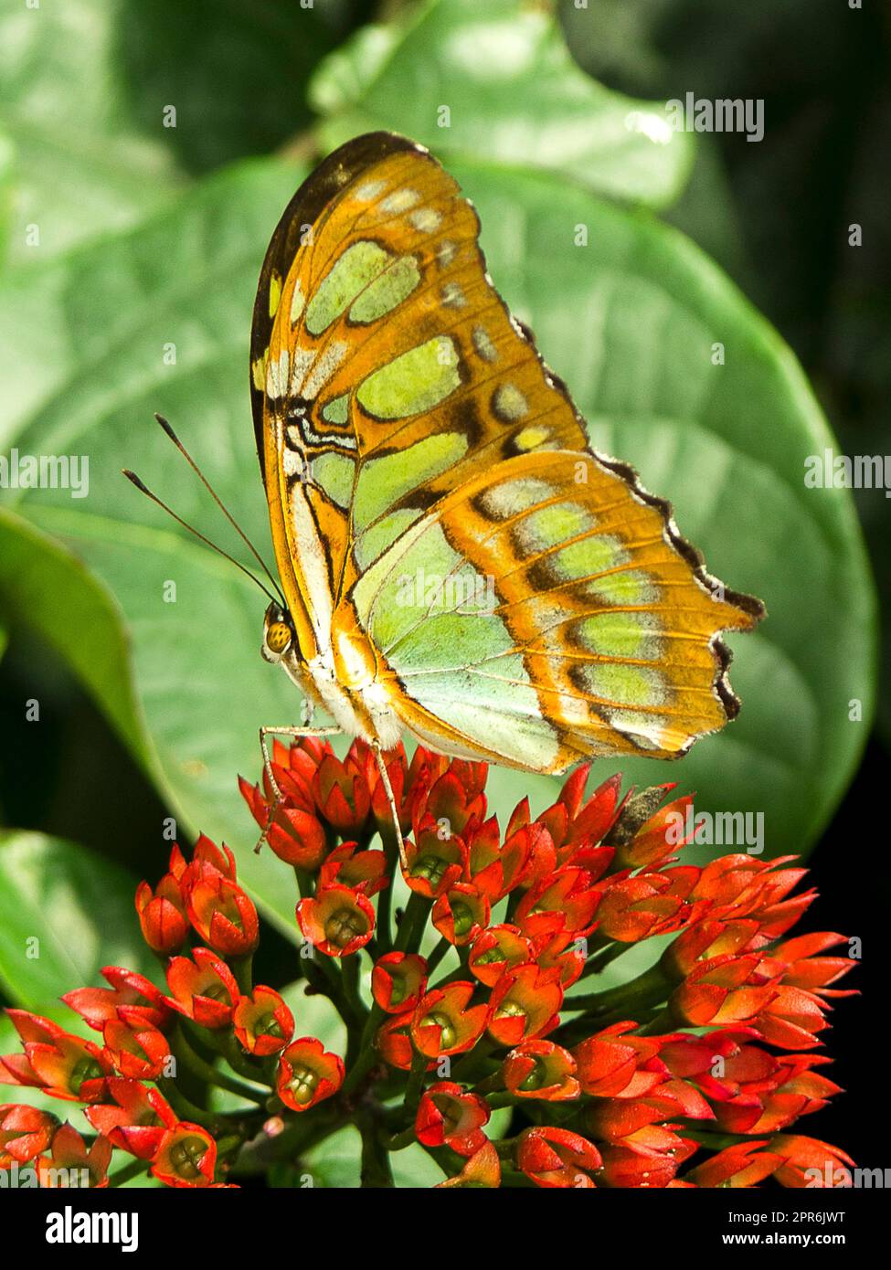 Maximilianpark with lake hi-res stock photography and images - Alamy